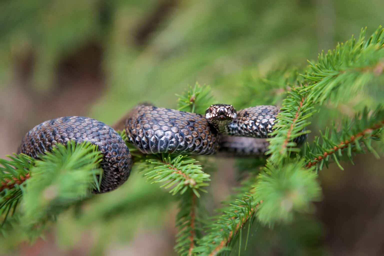 Vipera: riconoscere, sintomi e soccorso